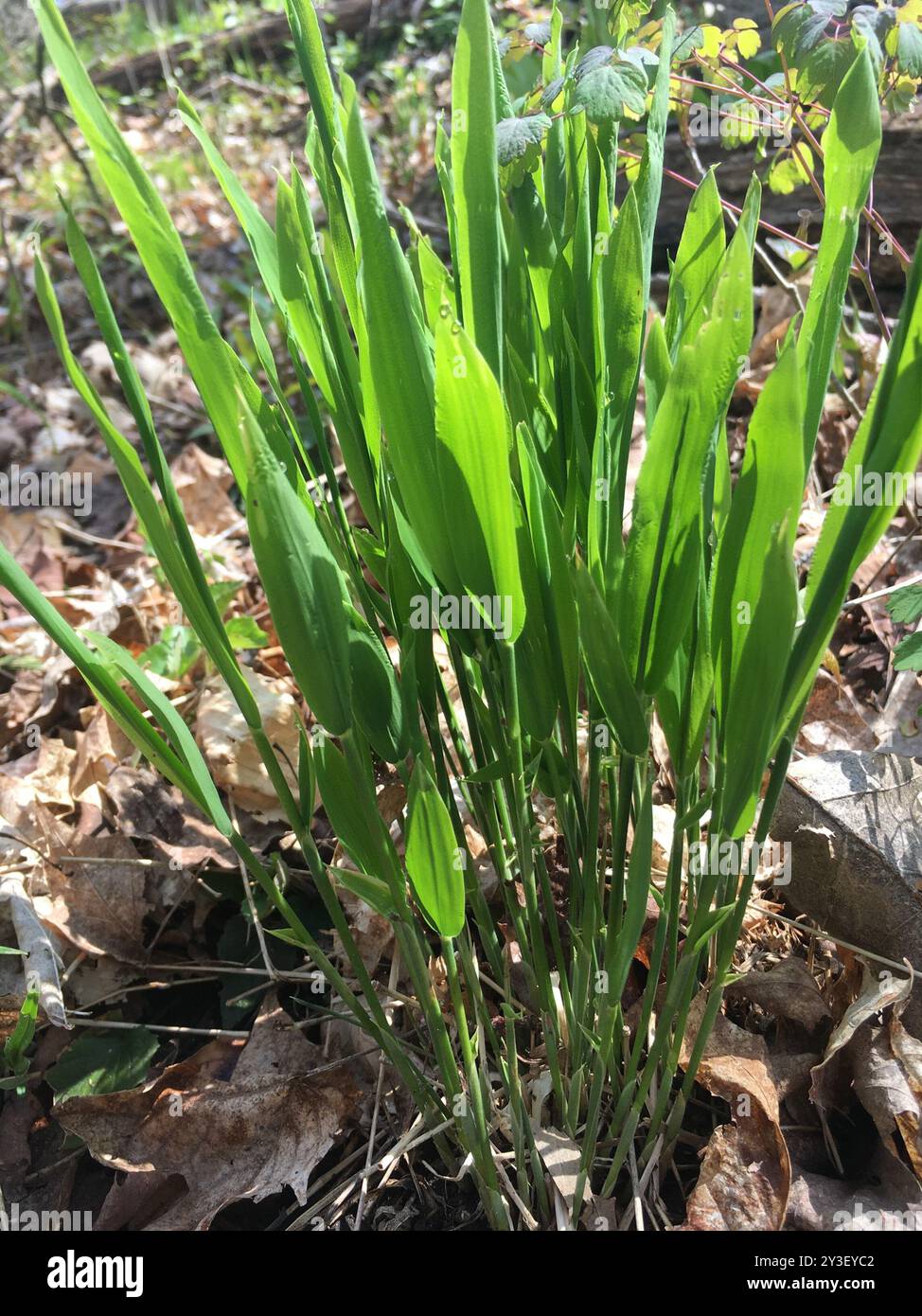grasses (Poaceae) Plantae Stock Photo - Alamy