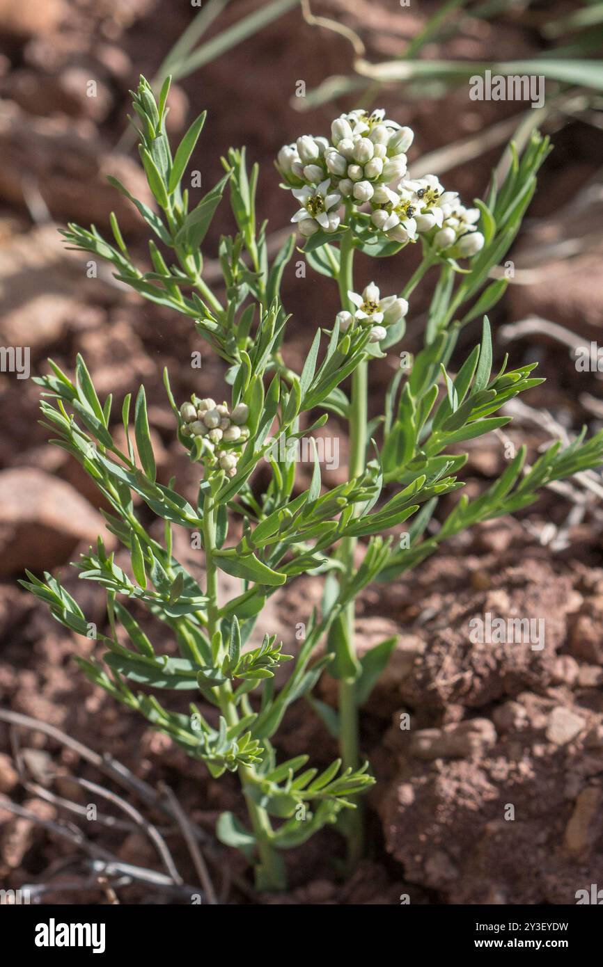 bastard toadflax (Comandra umbellata) Plantae Stock Photo - Alamy