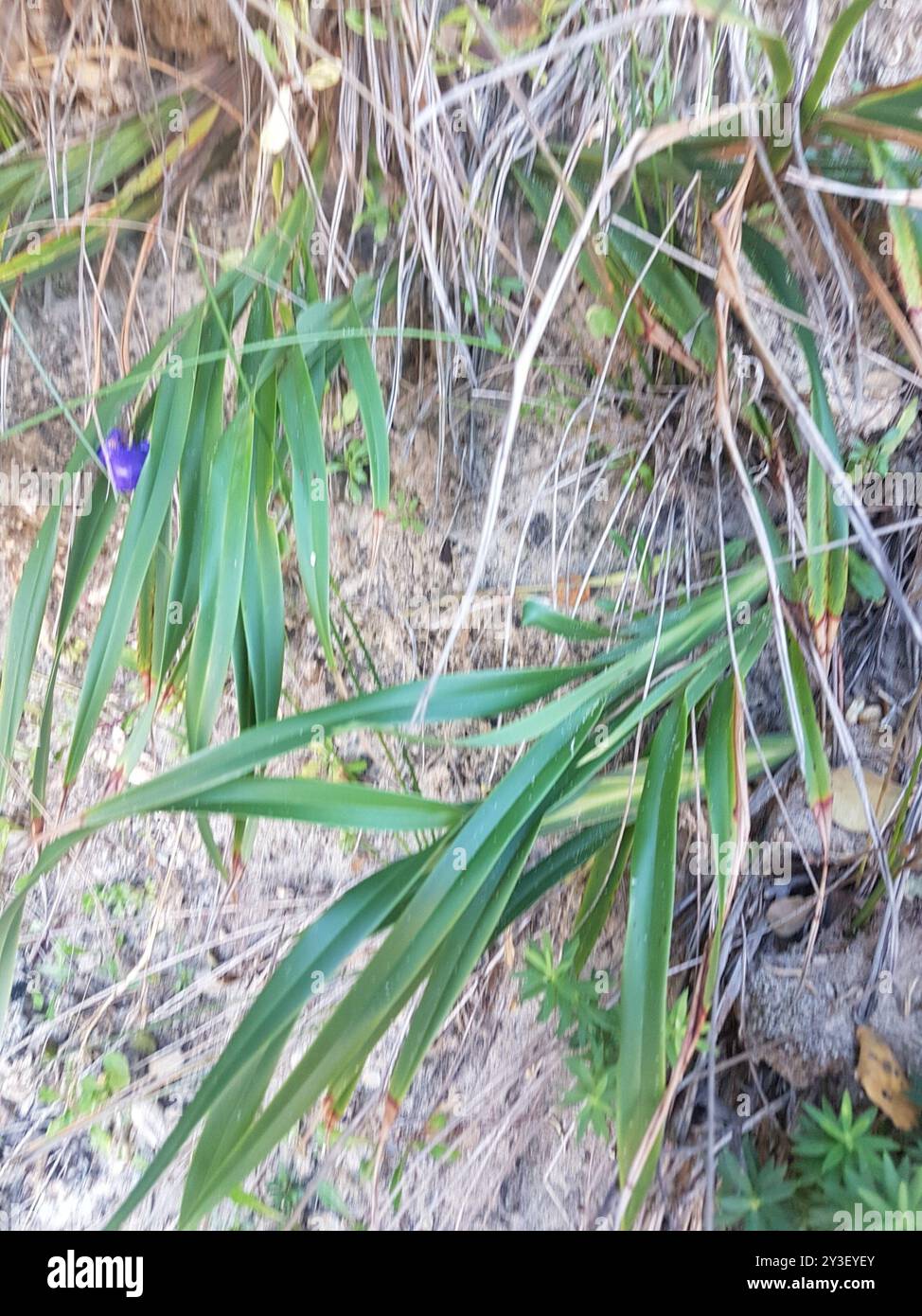 flax-lilies (Dianella) Plantae Stock Photo - Alamy