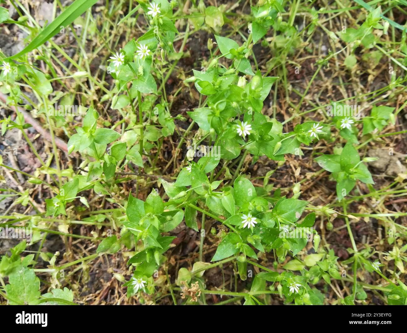 common chickweed (Stellaria media) Plantae Stock Photo - Alamy