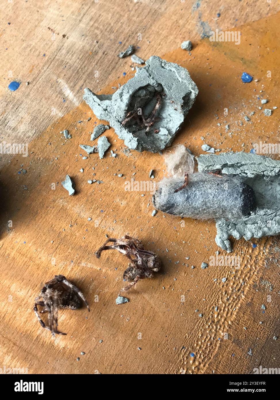 Organ-pipe Mud-dauber Wasp (Trypoxylon politum) Insecta Stock Photo - Alamy