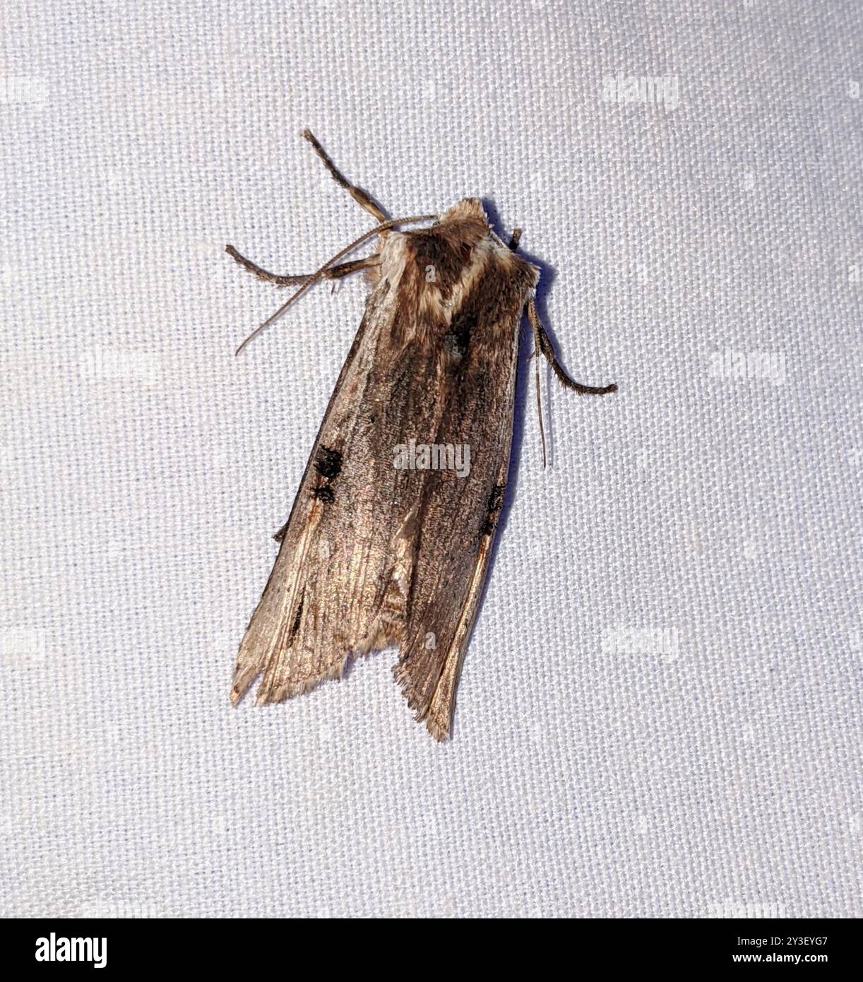 Dot-and-Dash Swordgrass Moth (Xylena curvimacula) Insecta Stock Photo ...