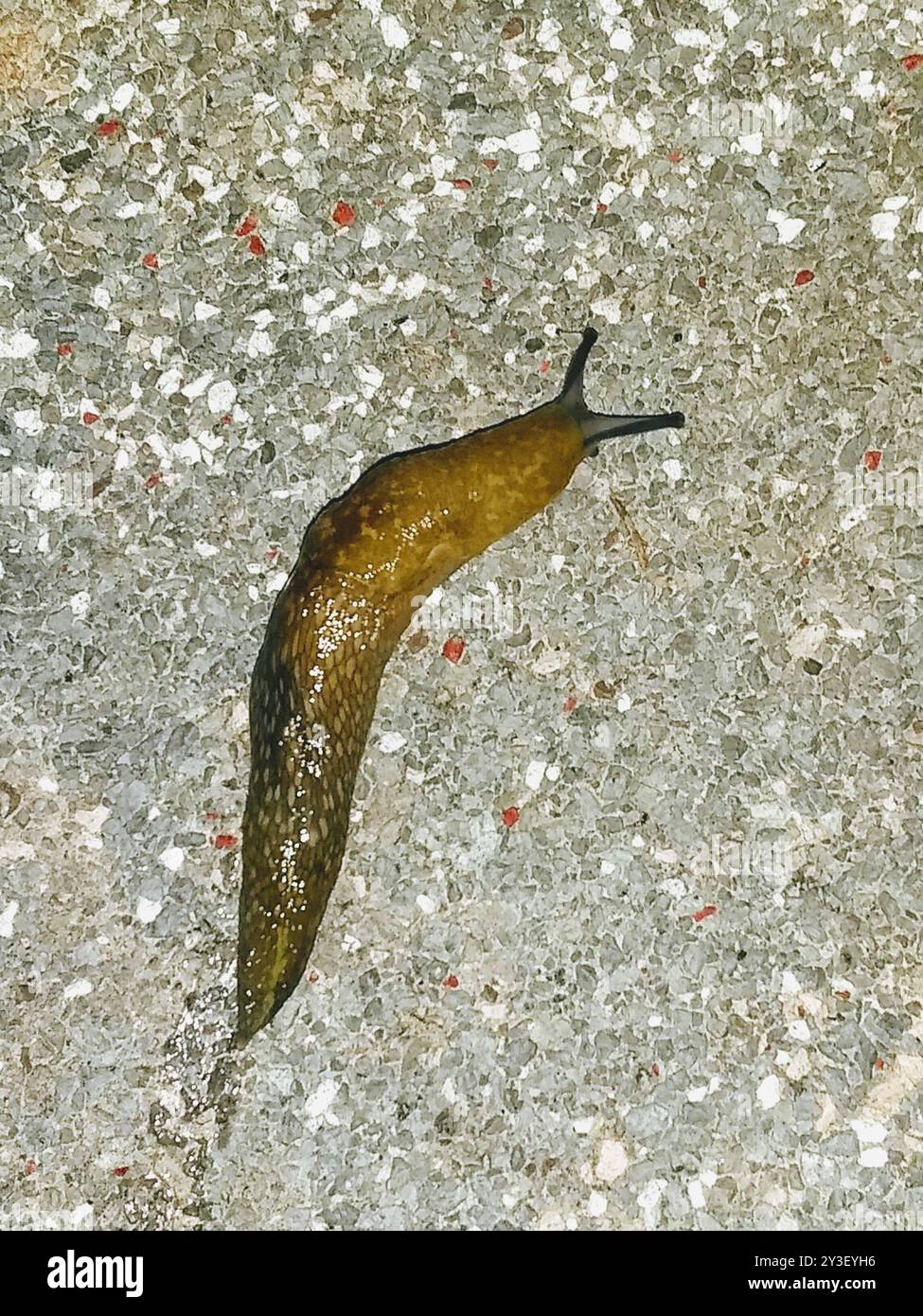 Yellow Cellar Slug (Limacus flavus) Mollusca Stock Photo - Alamy