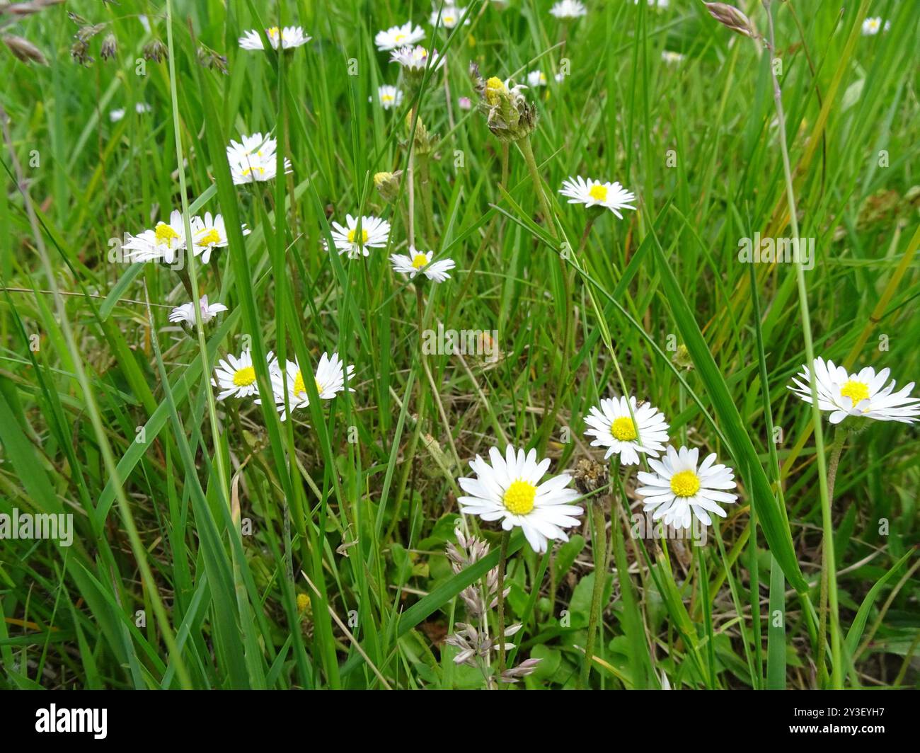 Lawn daisy (Bellis perennis) Plantae Stock Photo - Alamy