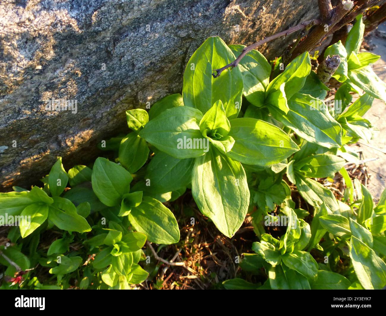 Wild Four o'Clock (Mirabilis nyctaginea) Plantae Stock Photo - Alamy