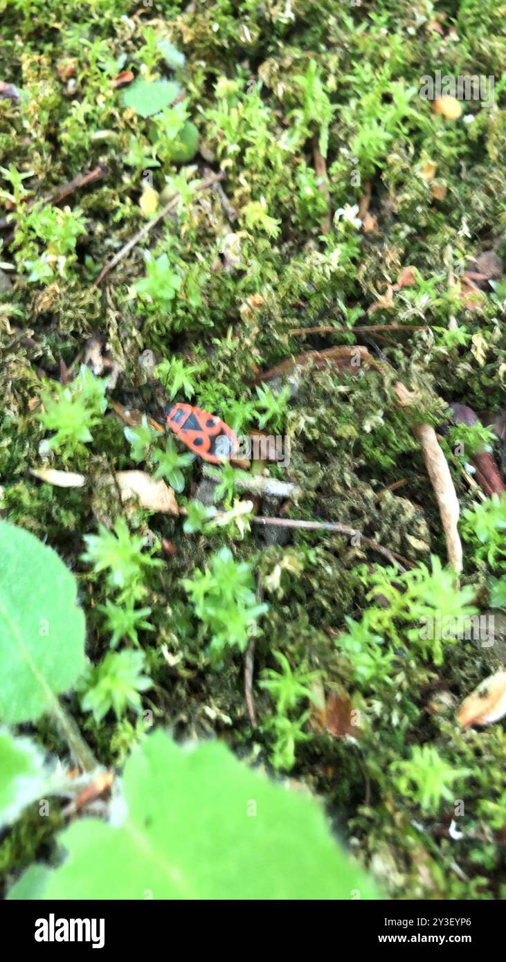 European Firebug (Pyrrhocoris apterus) Insecta Stock Photo - Alamy