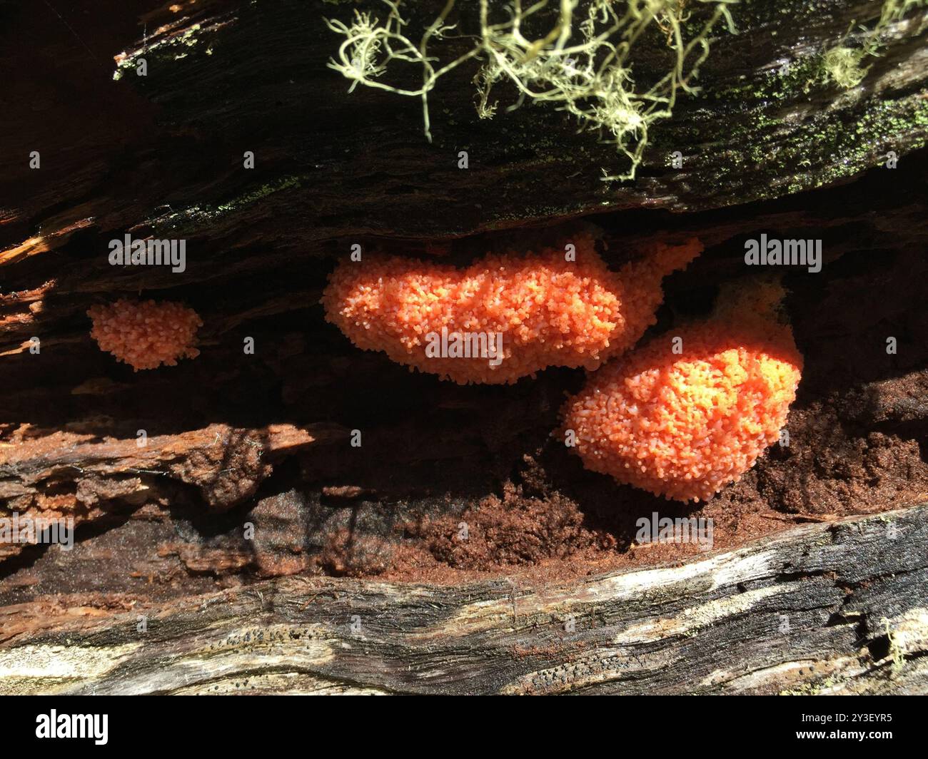 Red Raspberry Slime Mold (Tubifera ferruginosa) Protozoa Stock Photo ...