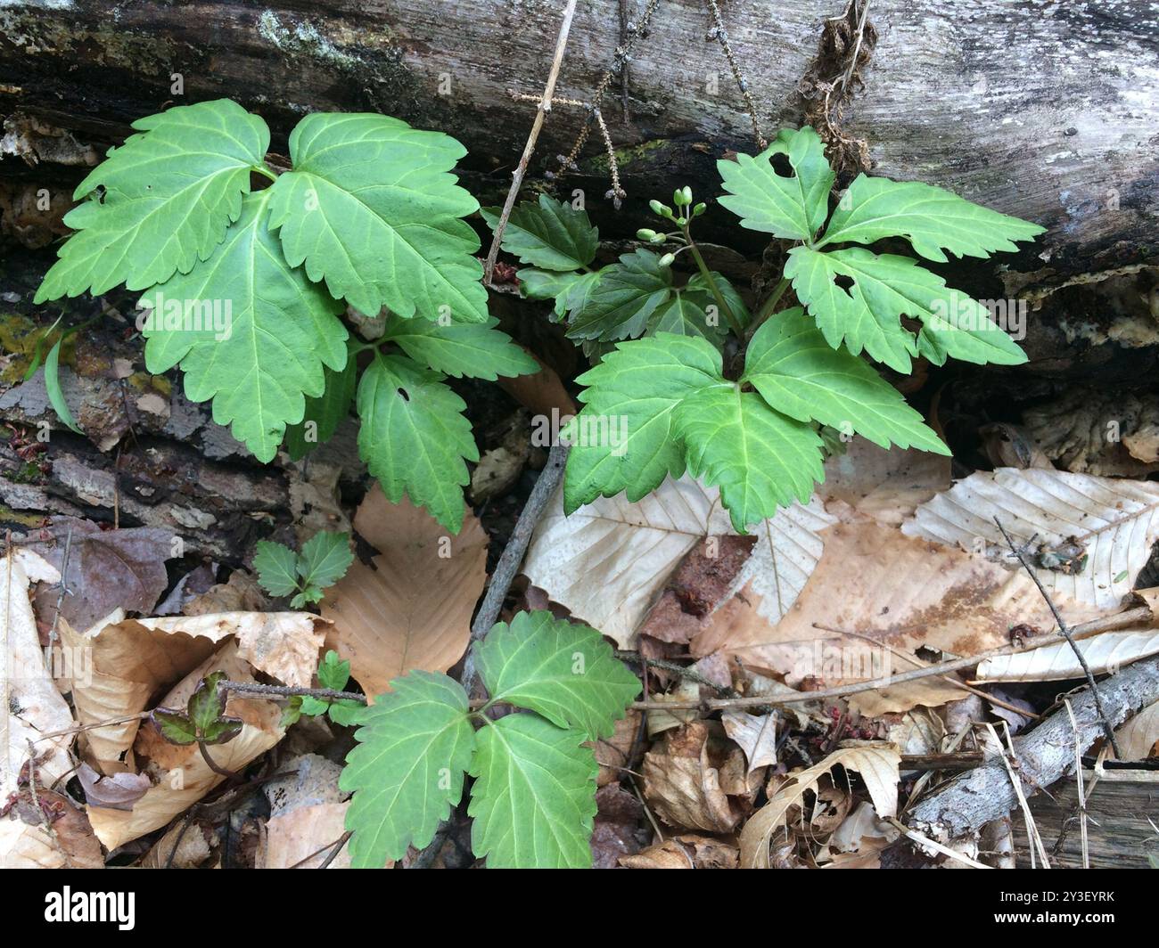 Two-leaved Toothwort (Cardamine diphylla) Plantae Stock Photo - Alamy