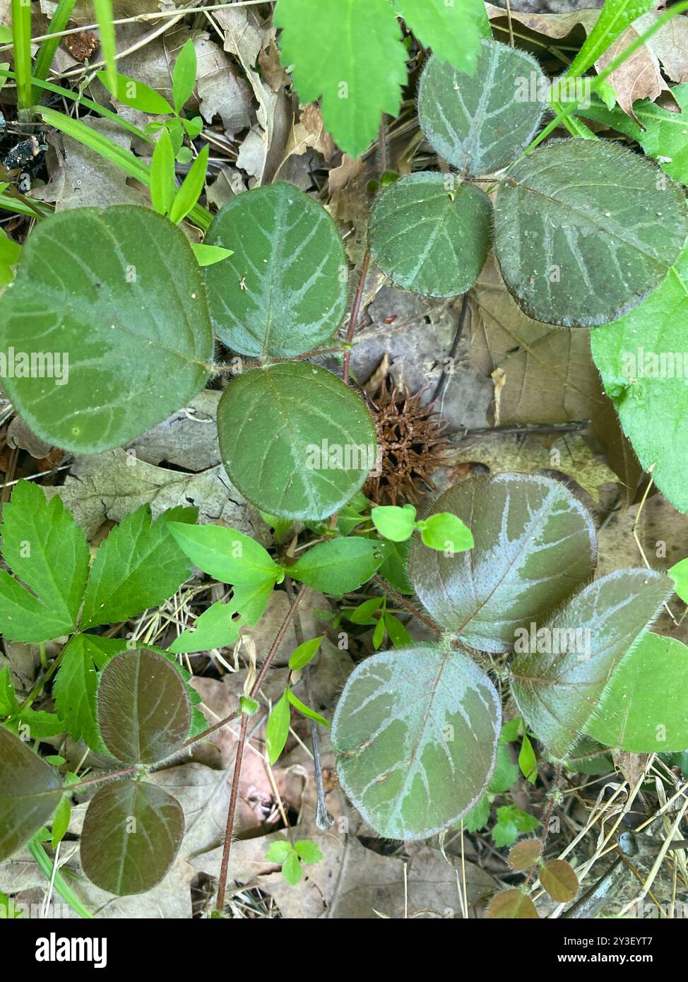 Round-leaved Trailing Tick-trefoil (Desmodium rotundifolium) Plantae ...