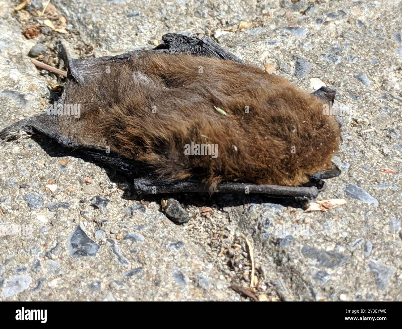 Pipistrelles (Pipistrellus) Mammalia Stock Photo - Alamy