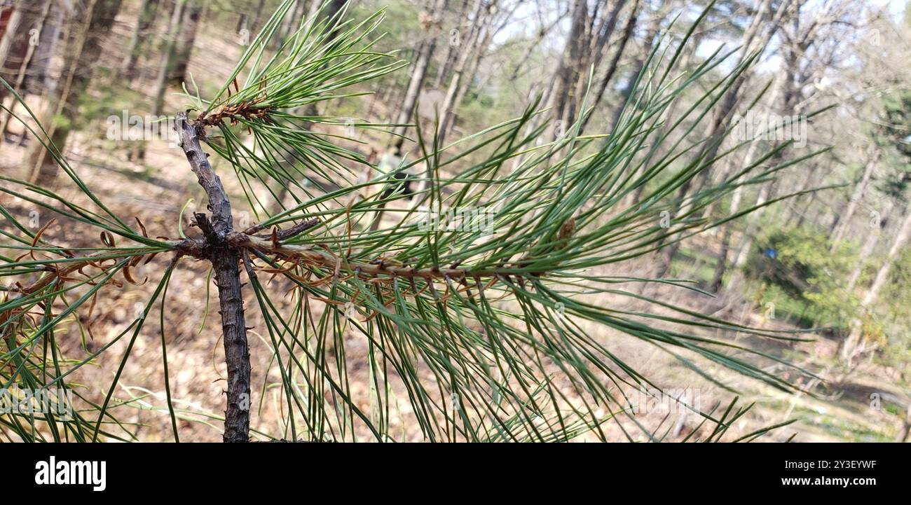 pitch pine (Pinus rigida) Plantae Stock Photo - Alamy