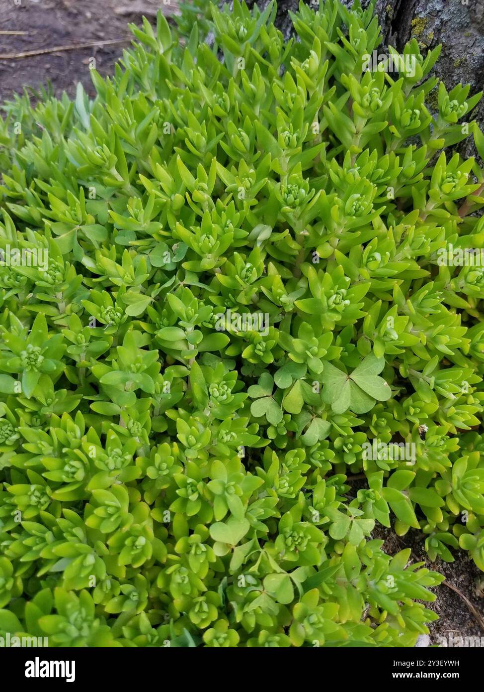 Stringy Stonecrop (Sedum sarmentosum) Plantae Stock Photo - Alamy