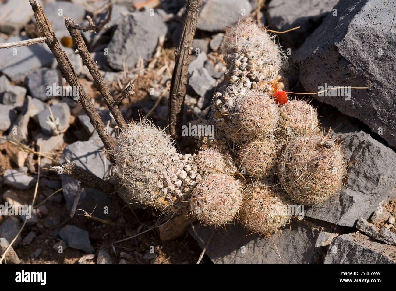Whitecolumn Foxtail Cactus (Escobaria tuberculosa) Plantae Stock Photo ...
