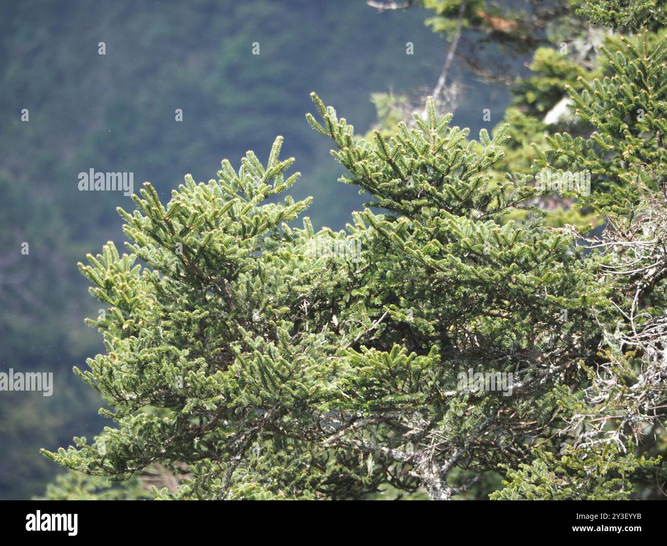 Taiwan fir (Abies kawakamii) Plantae Stock Photo - Alamy