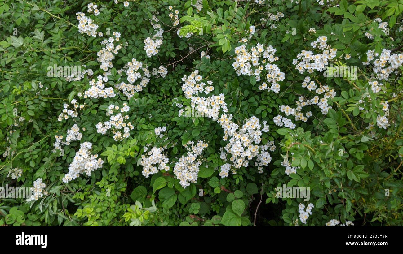 multiflora rose (Rosa multiflora) Plantae Stock Photo - Alamy