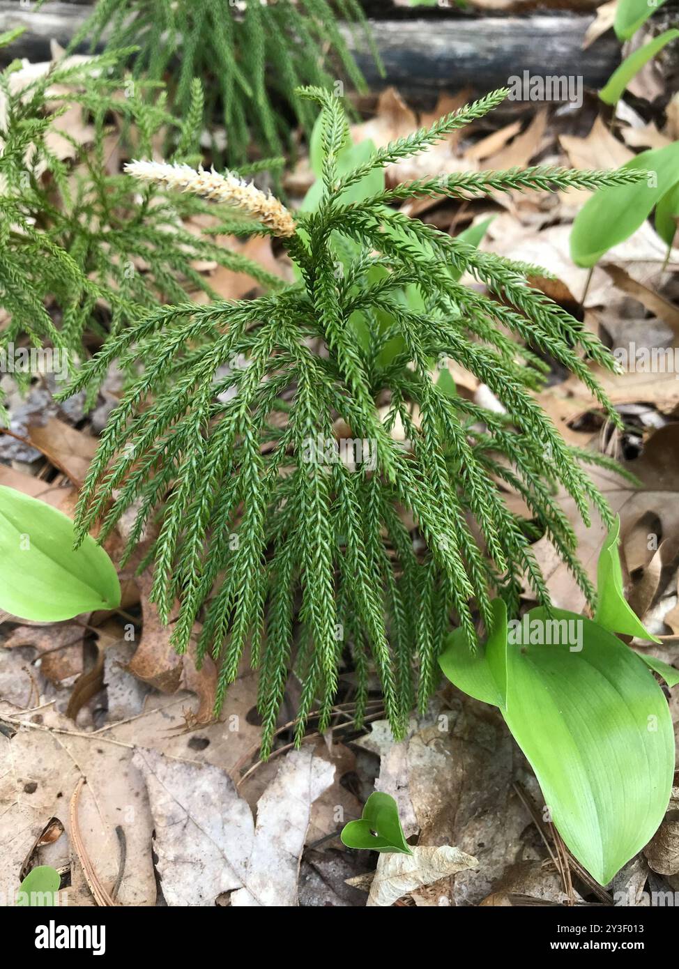 flat-branched tree-clubmoss (Dendrolycopodium obscurum) Plantae Stock ...