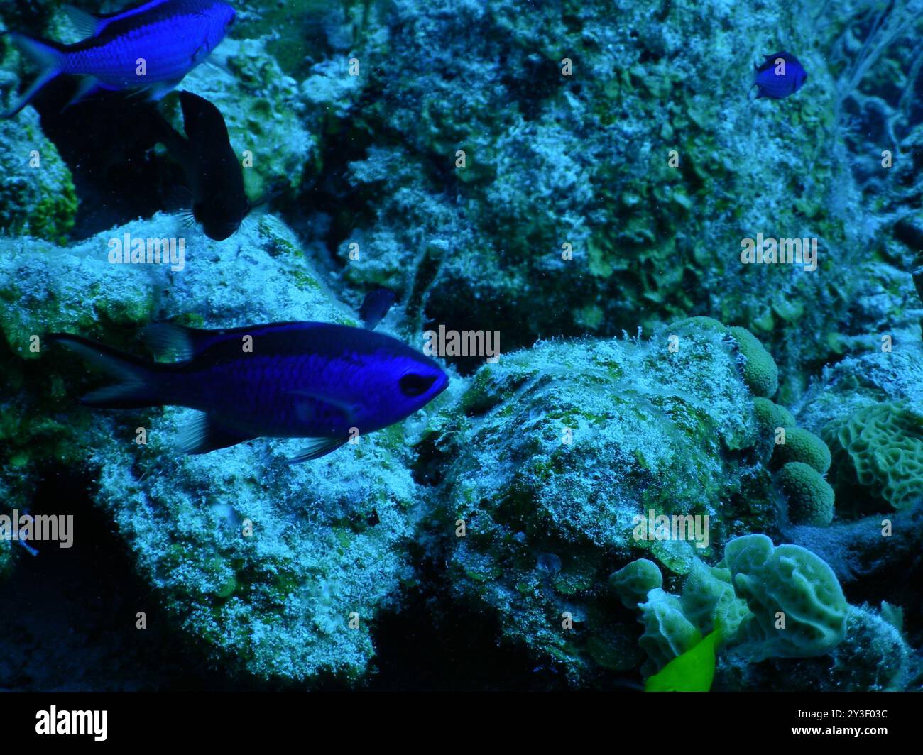 Blue Chromis (Azurina cyanea) Actinopterygii Stock Photo - Alamy