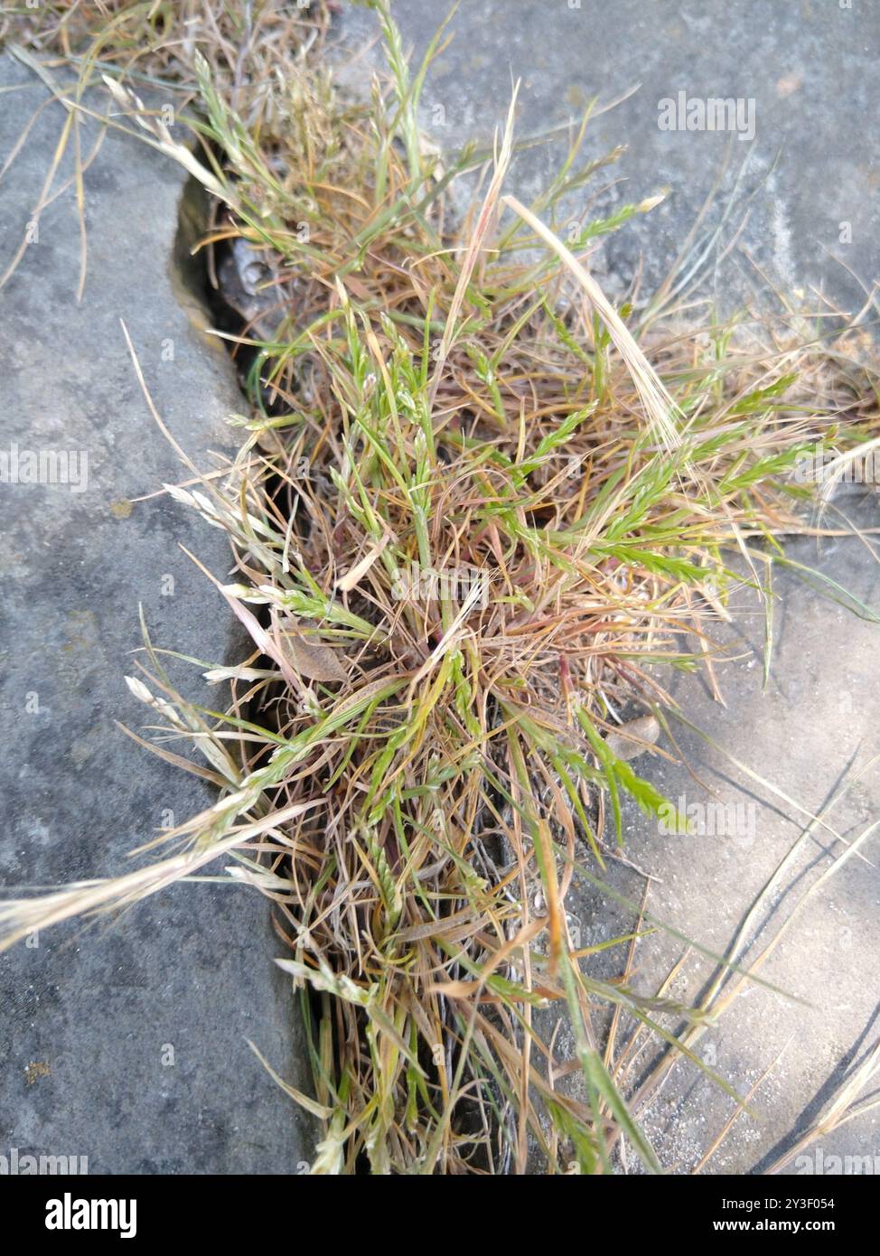 Sea Fern-grass (Catapodium marinum) Plantae Stock Photo - Alamy