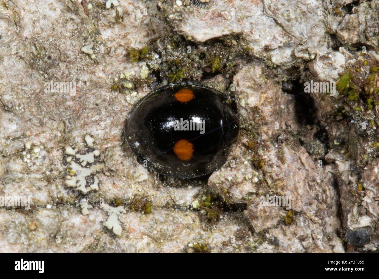 Twice-stabbed Lady Beetle (Chilocorus stigma) Insecta Stock Photo - Alamy