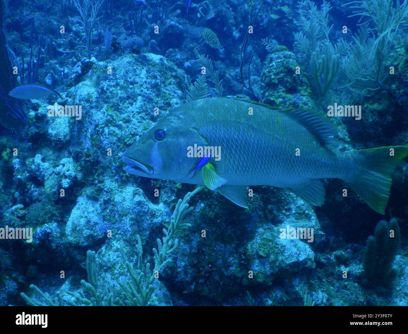 Dog Snapper (Lutjanus jocu) Actinopterygii Stock Photo - Alamy