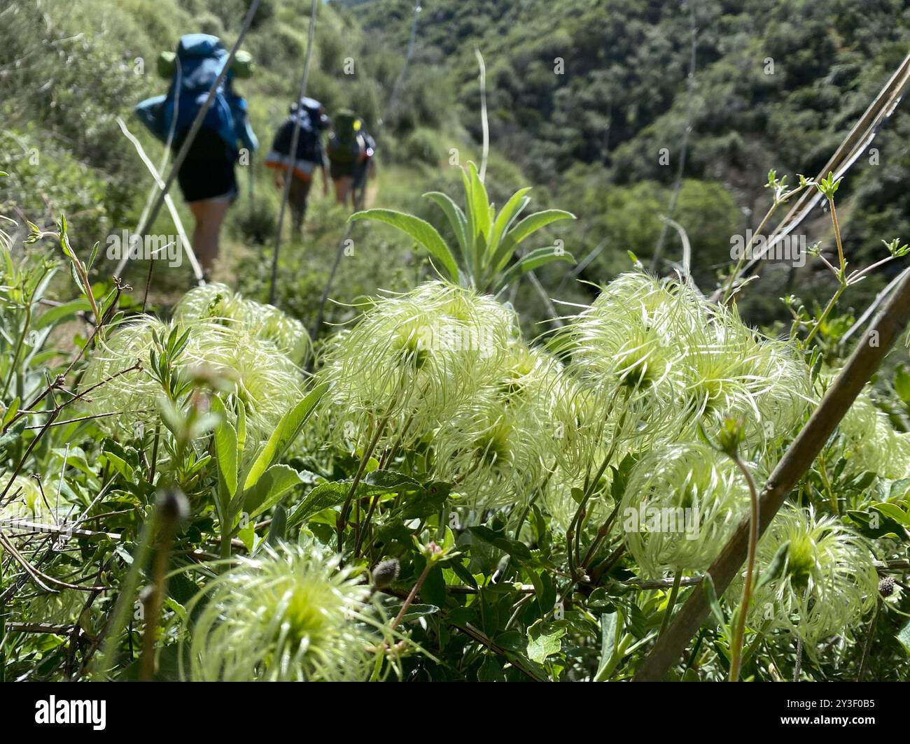 Pipestem Clematis (Clematis lasiantha) Plantae Stock Photo - Alamy