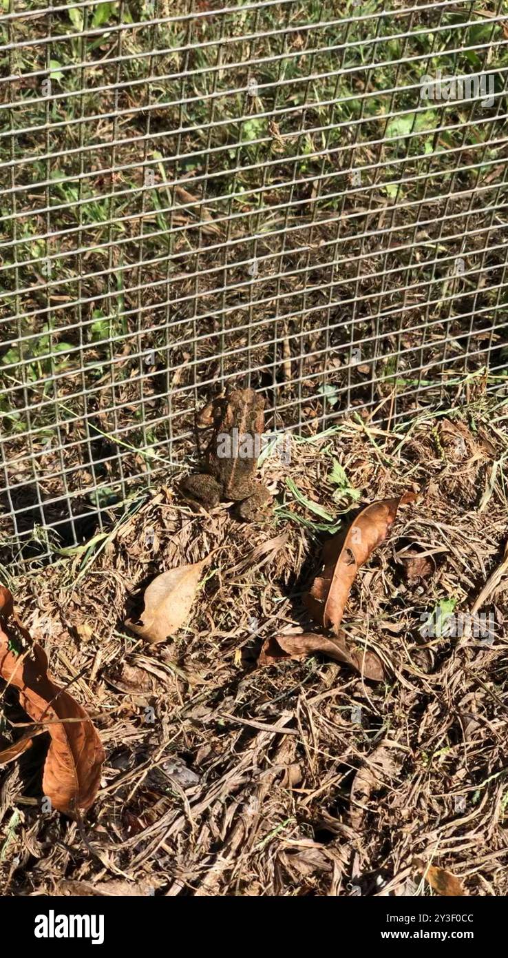 Cane Toad (Rhinella marina) Amphibia Stock Photo - Alamy