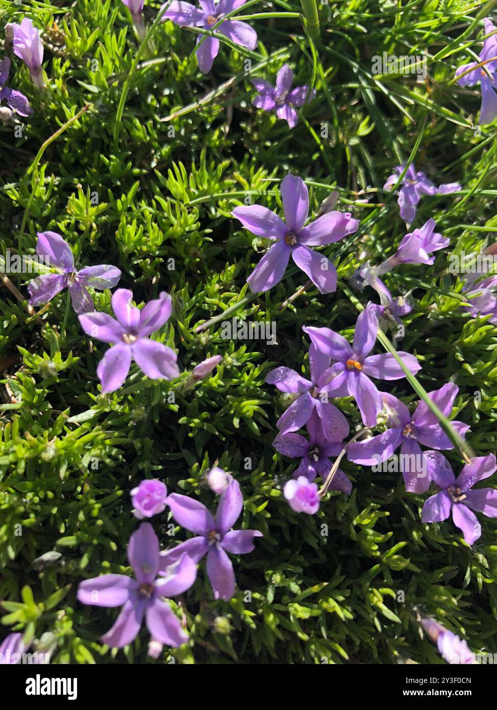 spreading phlox (Phlox diffusa) Plantae Stock Photo - Alamy