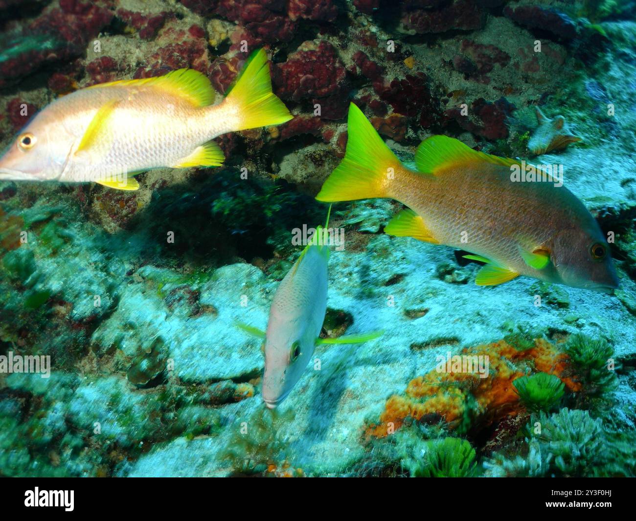 Schoolmaster Snapper (Lutjanus apodus) Actinopterygii Stock Photo - Alamy