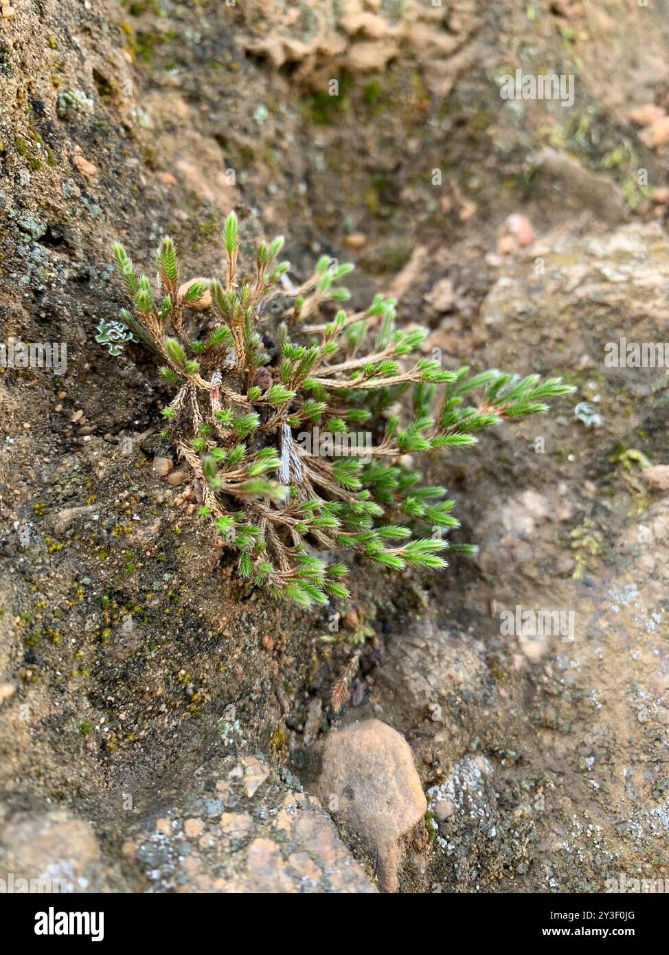 spikemosses (Selaginella) Plantae Stock Photo - Alamy