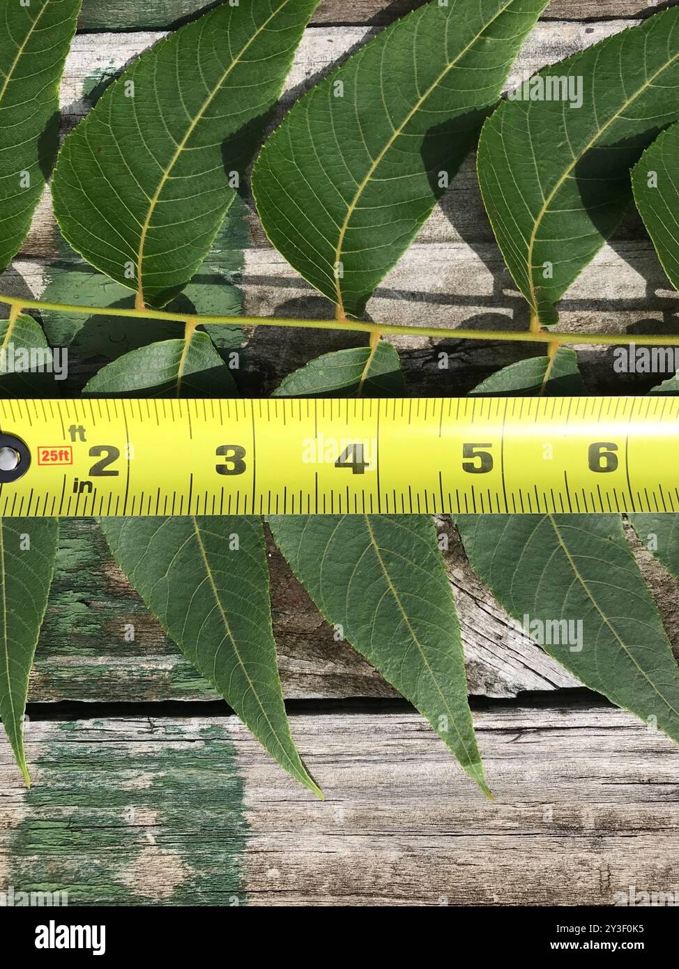 walnut family (Juglandaceae) Plantae Stock Photo - Alamy