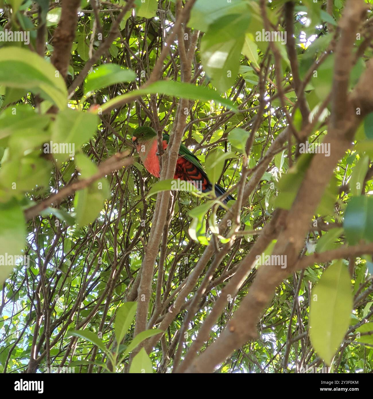 Australian King Parrot (Alisterus scapularis) Aves Stock Photo - Alamy