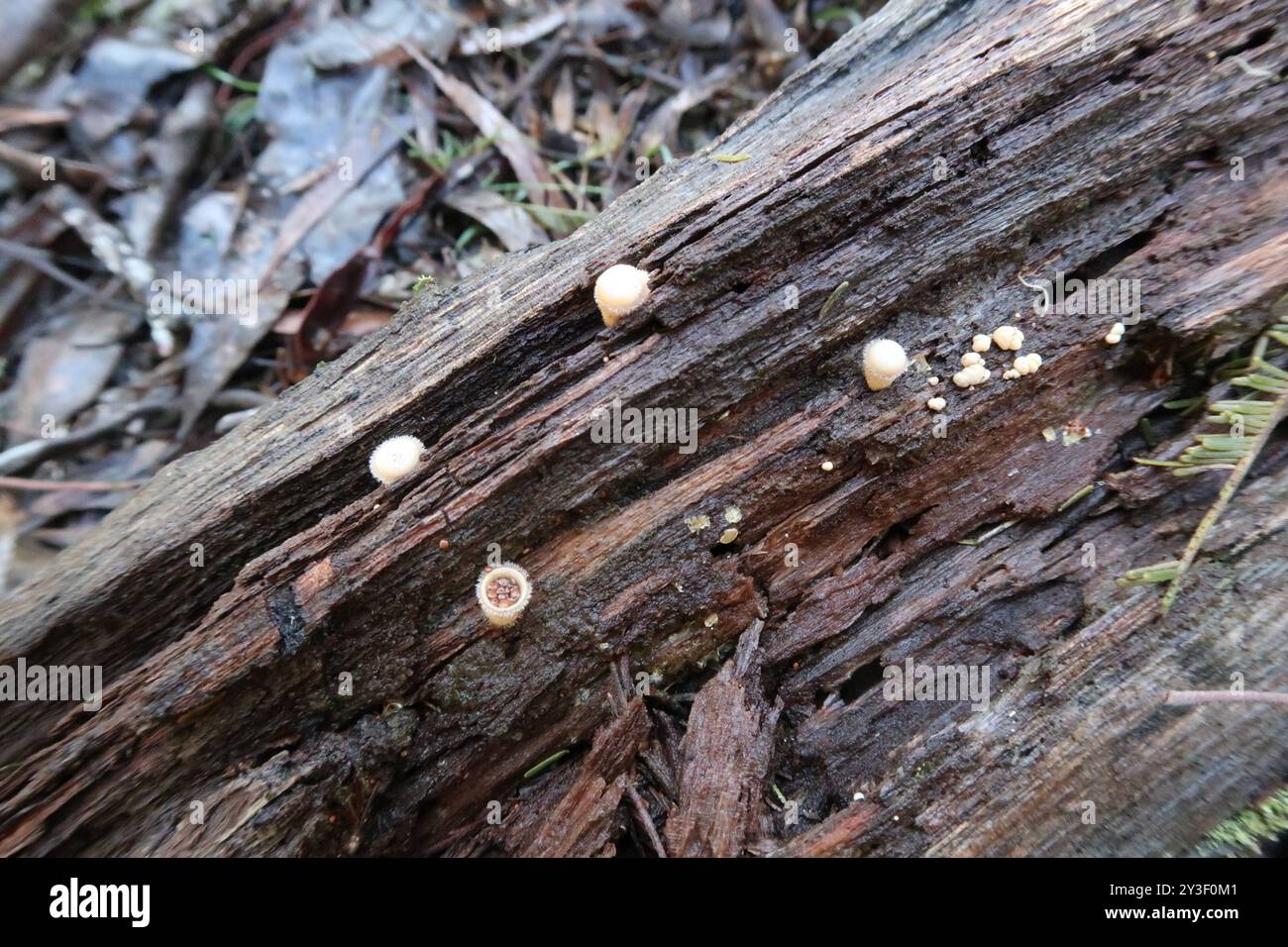 woolly bird's nest fungus (Nidula niveotomentosa) Fungi Stock Photo - Alamy
