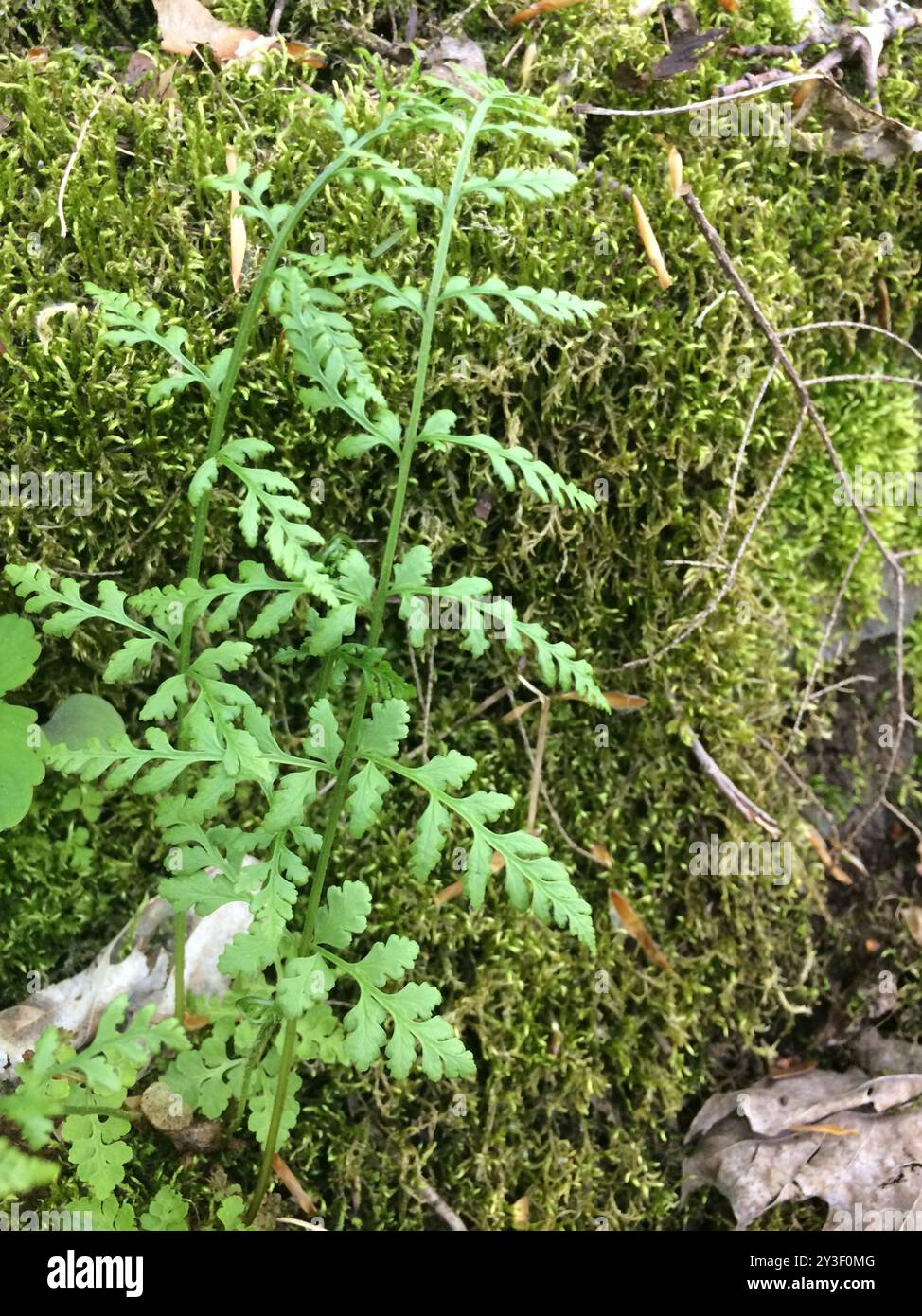 Mackay's Fragile Fern (Cystopteris tenuis) Plantae Stock Photo - Alamy