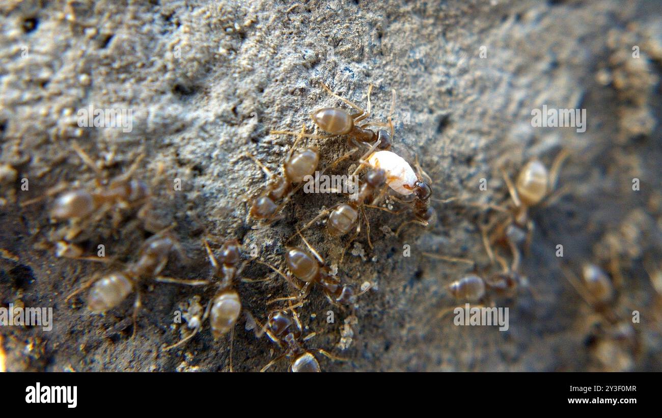 Citronella Ants, Fuzzy Ants, and Allies (Lasius) Insecta Stock Photo ...