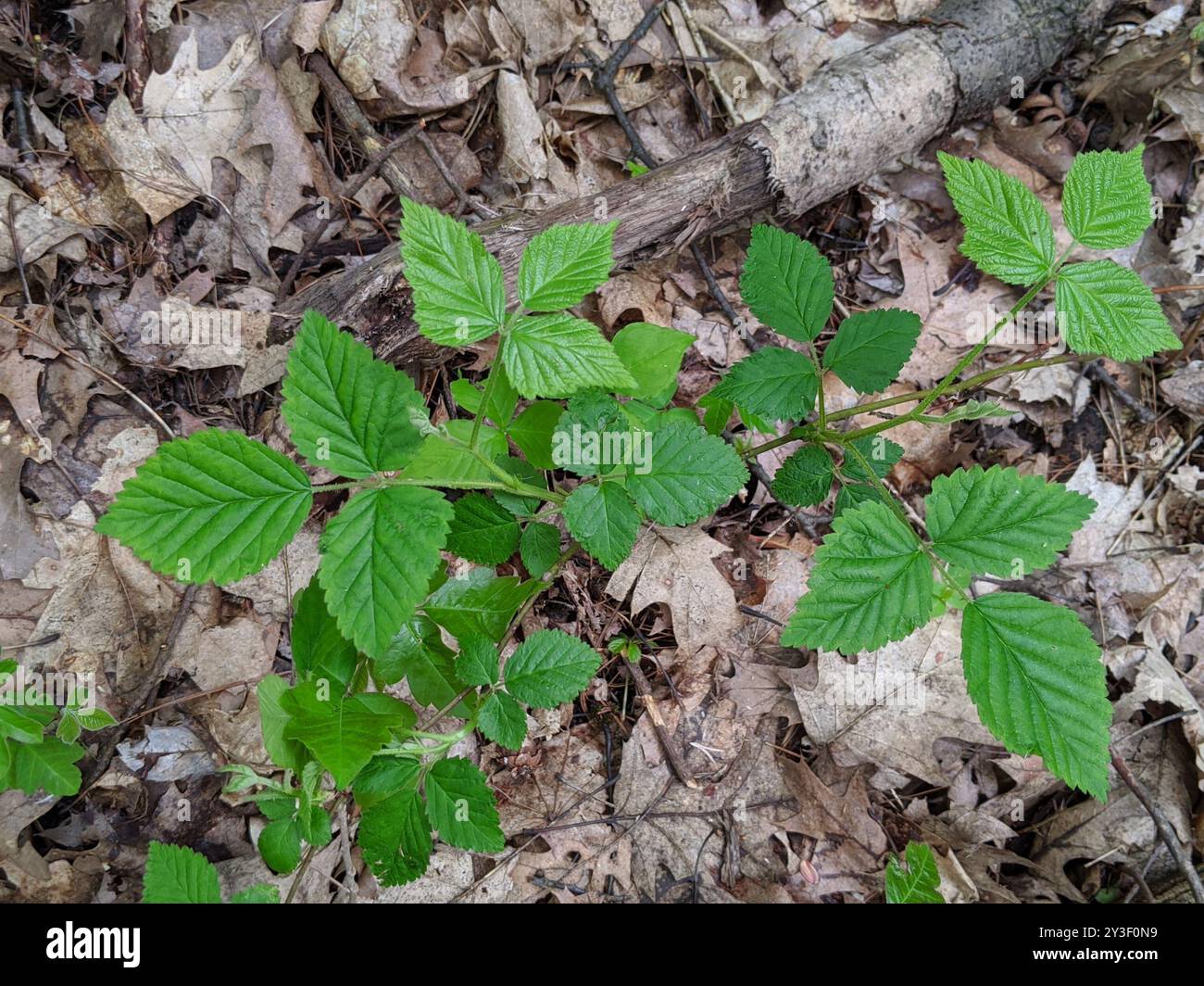 dwarf raspberry (Rubus pubescens) Plantae Stock Photo - Alamy
