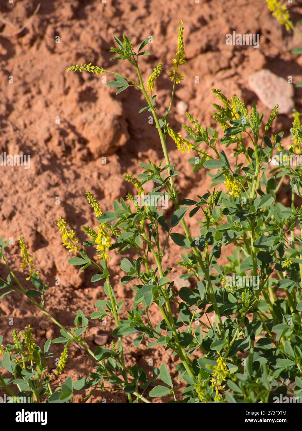 Yellow Sweetclover (Melilotus officinalis) Plantae Stock Photo - Alamy