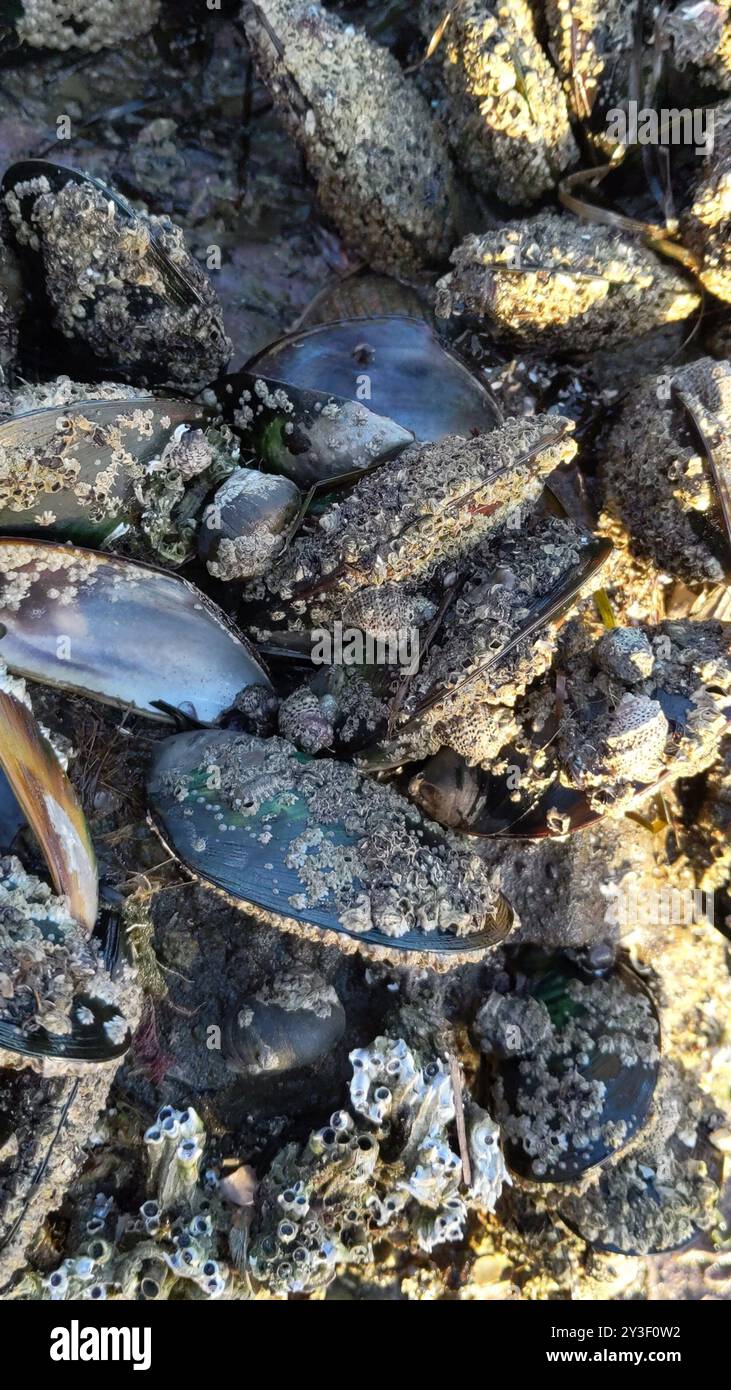 New Zealand Green-lipped Mussel (Perna canaliculus) Mollusca Stock ...