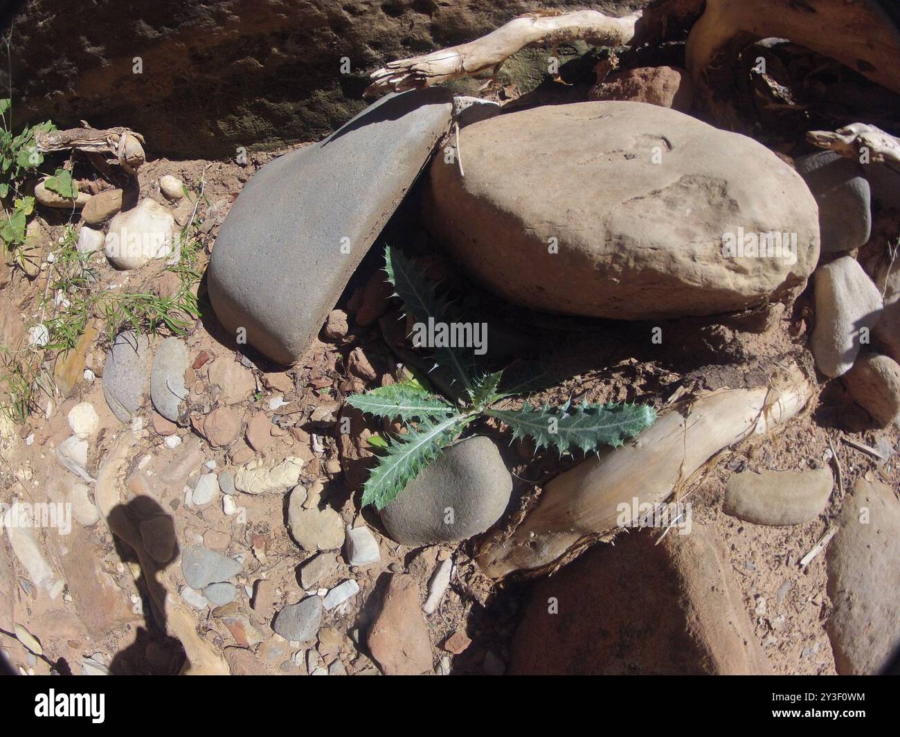 Arizona thistle (Cirsium arizonicum) Plantae Stock Photo - Alamy