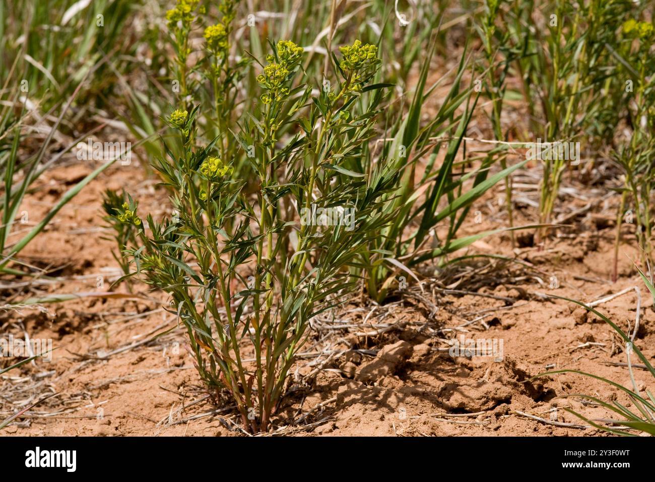 leafy spurge (Euphorbia esula) Plantae Stock Photo - Alamy