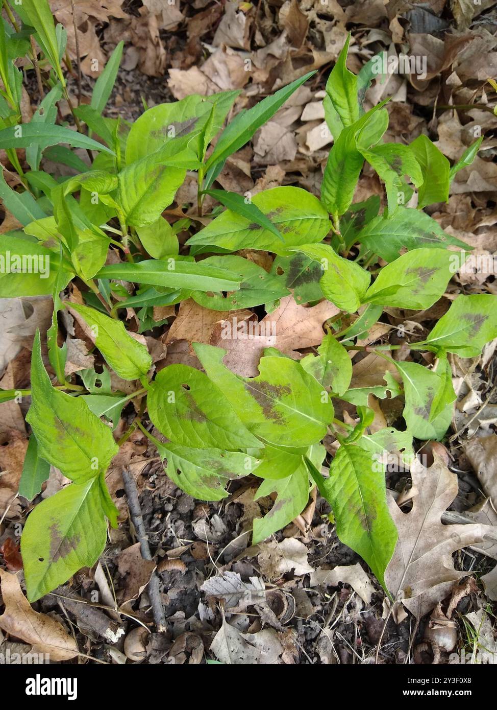 American jumpseed (Persicaria virginiana) Plantae Stock Photo - Alamy