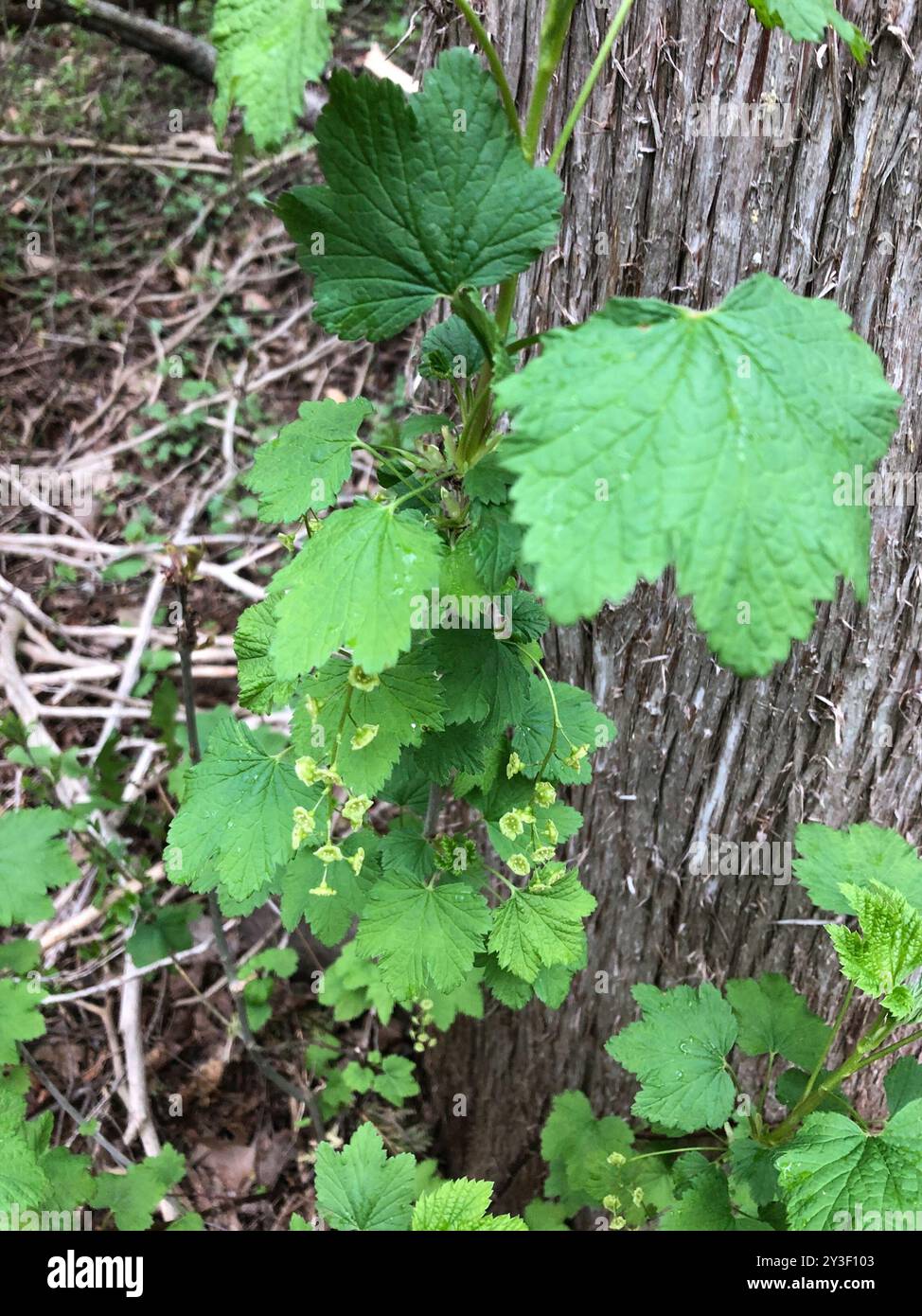 Red Currant (Ribes rubrum) Plantae Stock Photo - Alamy