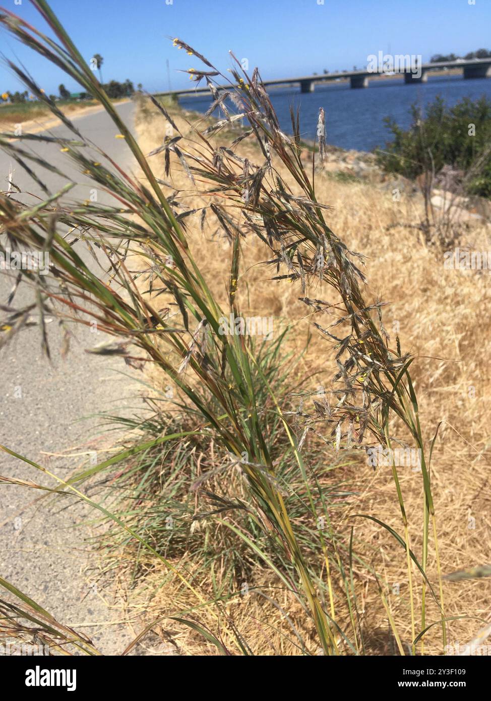 thatching grass (Hyparrhenia hirta) Plantae Stock Photo - Alamy