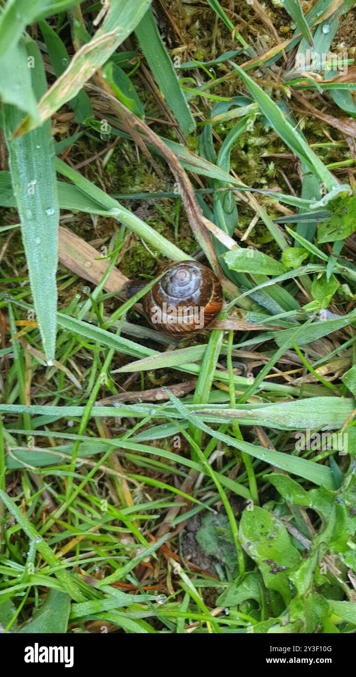 Copse Snail (Arianta arbustorum) Mollusca Stock Photo - Alamy