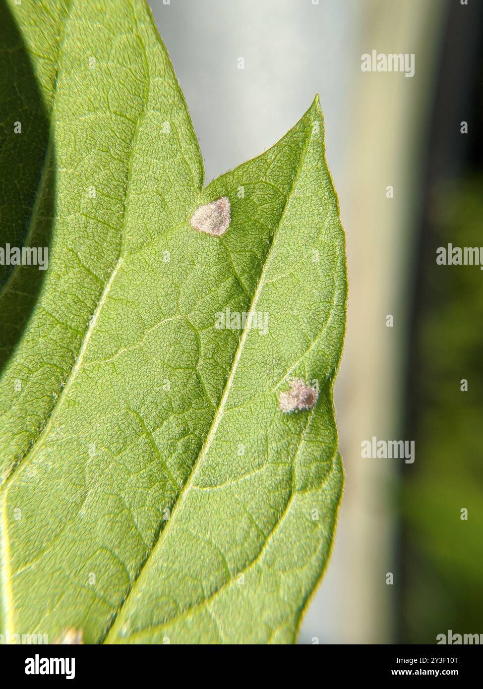 box elder pouch gall mite (Aceria negundi) Arachnida Stock Photo - Alamy