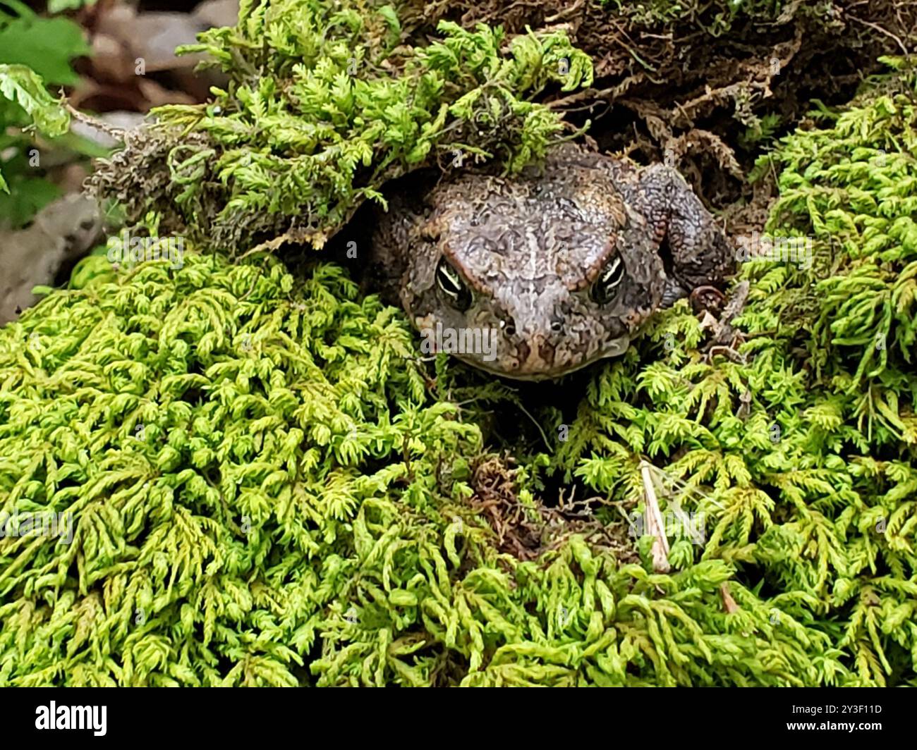 North American Toads (Anaxyrus) Amphibia Stock Photo - Alamy