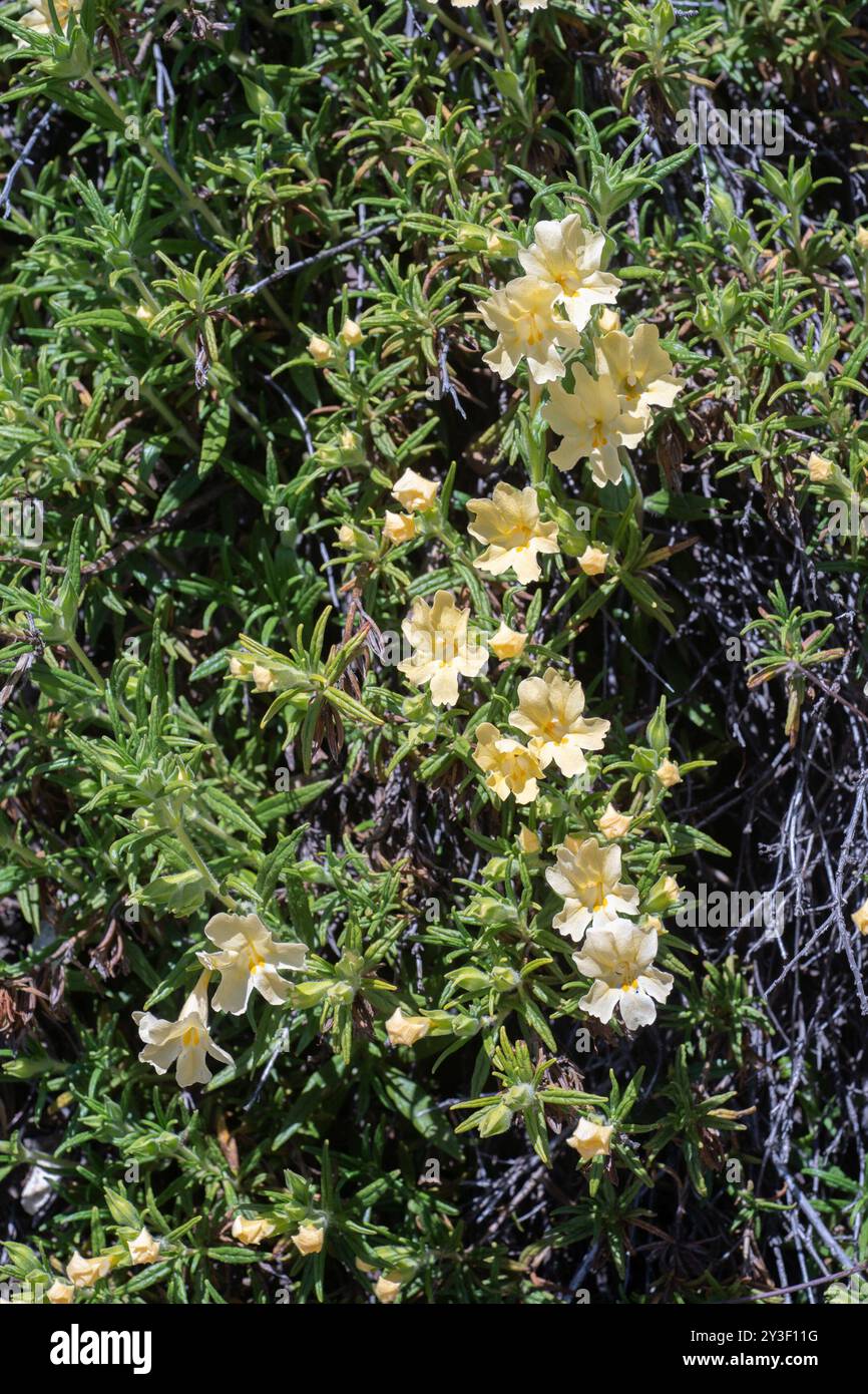 southern bush monkeyflower (Diplacus longiflorus) Plantae Stock Photo ...