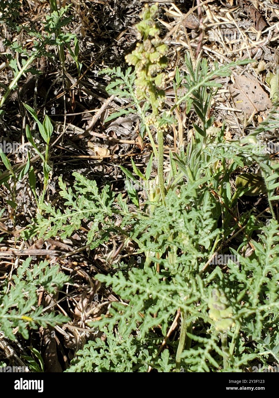Skeletonleaf Bur Ragweed (Ambrosia tomentosa) Plantae Stock Photo - Alamy
