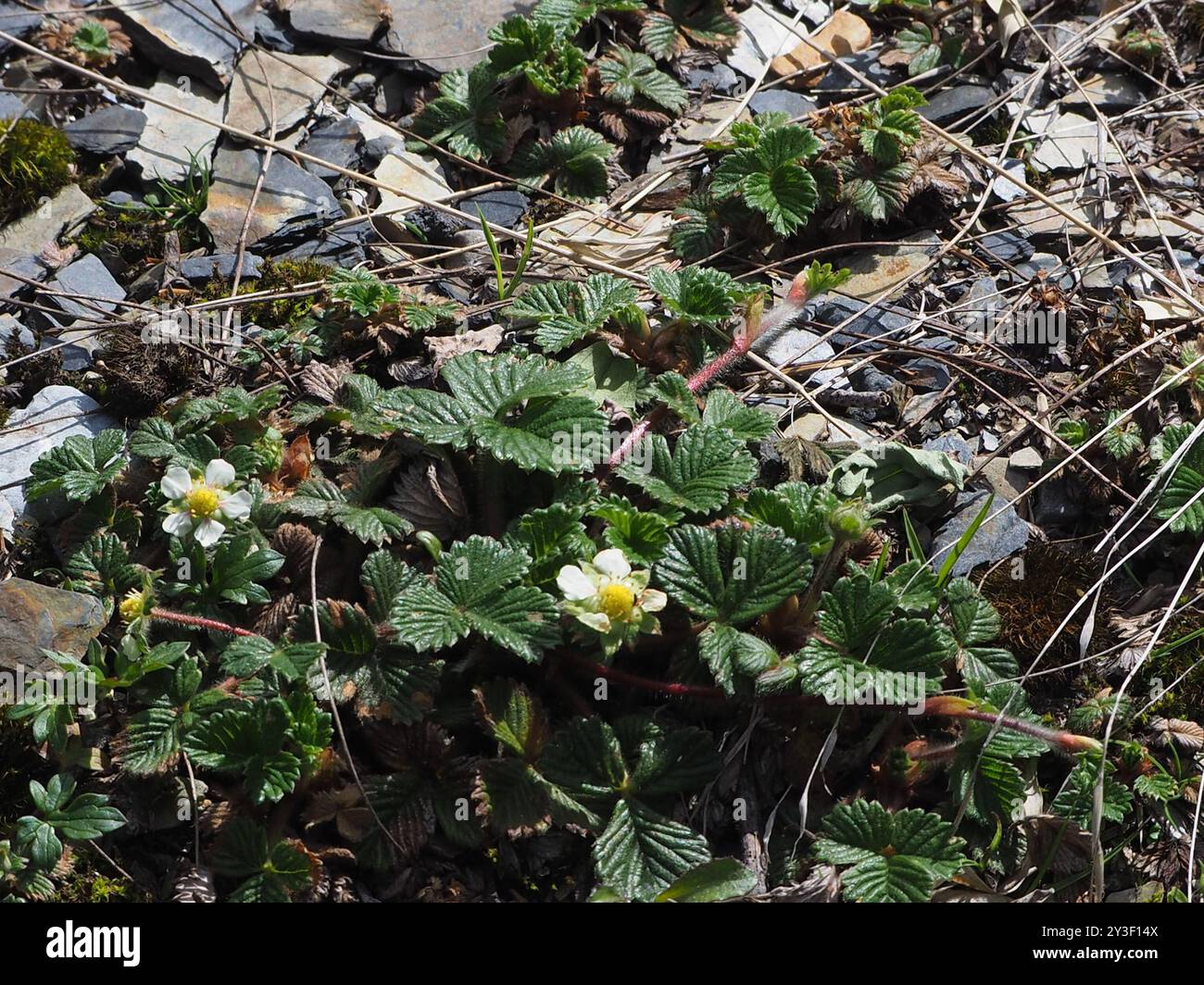 (Fragaria hayatae) Plantae Stock Photo - Alamy