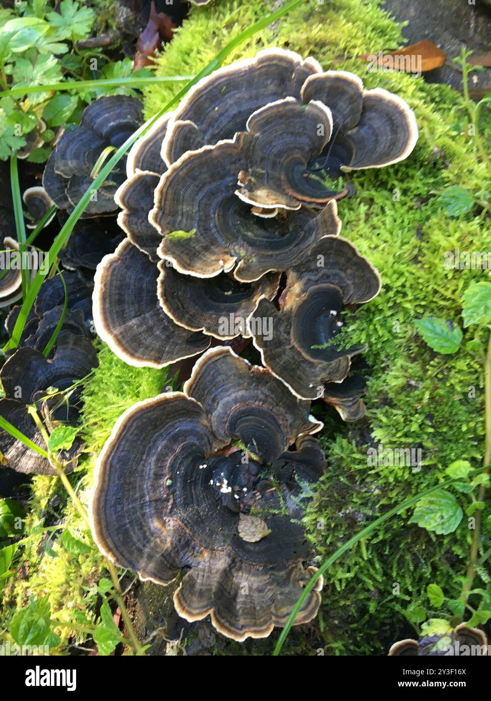 turkey-tail (Trametes versicolor) Fungi Stock Photo - Alamy