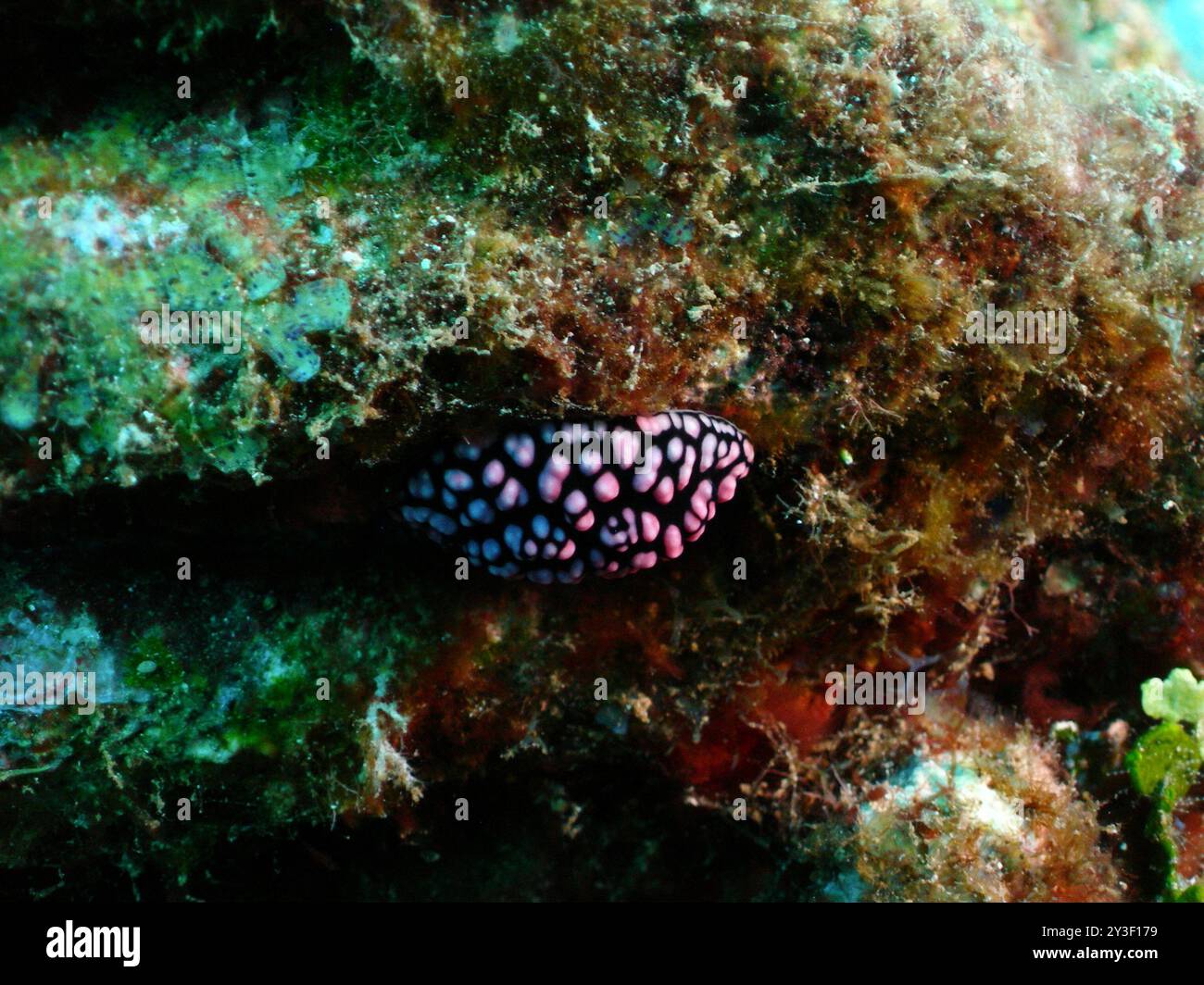 Pustulose Wart Slug (Phyllidiella pustulosa) Mollusca Stock Photo - Alamy
